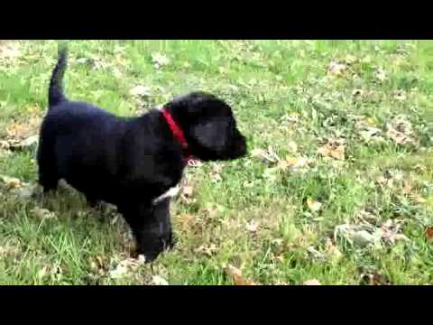 Springer Spaniel Chocolate Lab Mix
