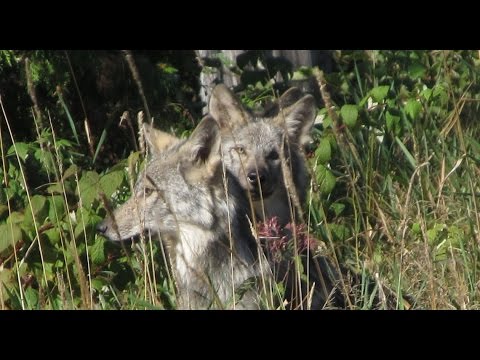 Martin's Old Off Grid Log Cabin #15 Wolves, Moose and Bears Too Close ...