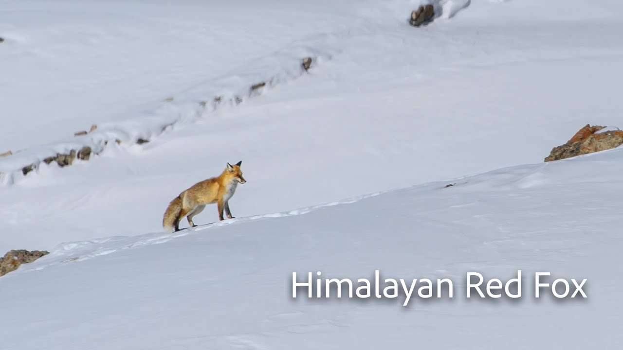 Himalayan Red Fox - YouTube