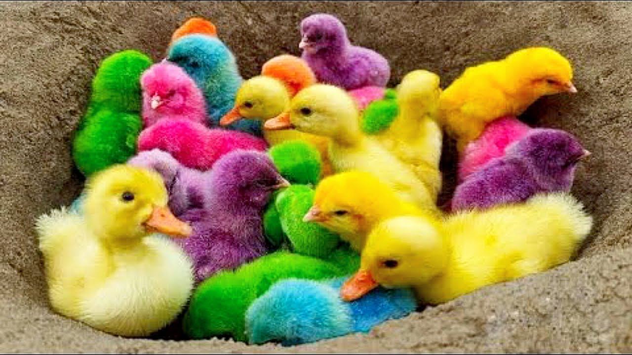 1000 Colorful Chicks With Aseel Hen Hen Hatched 1000 Eggs to Colored ...