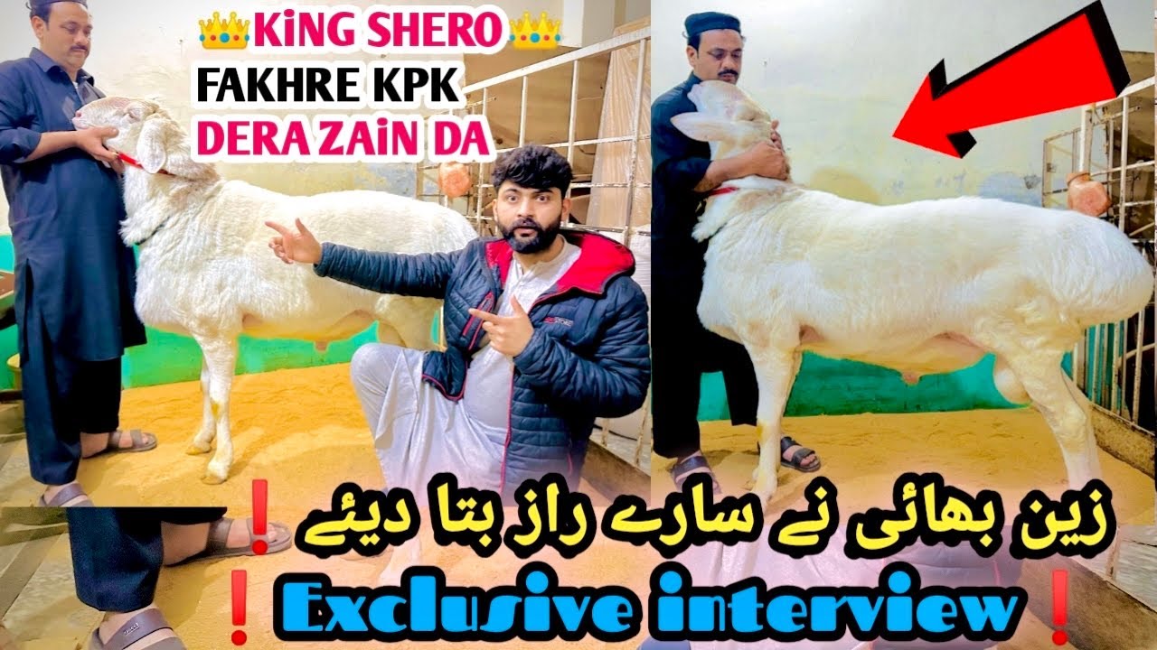 Biggest Turkish Dumba 2025 | Farming Feeding Sheep | Profitable ...