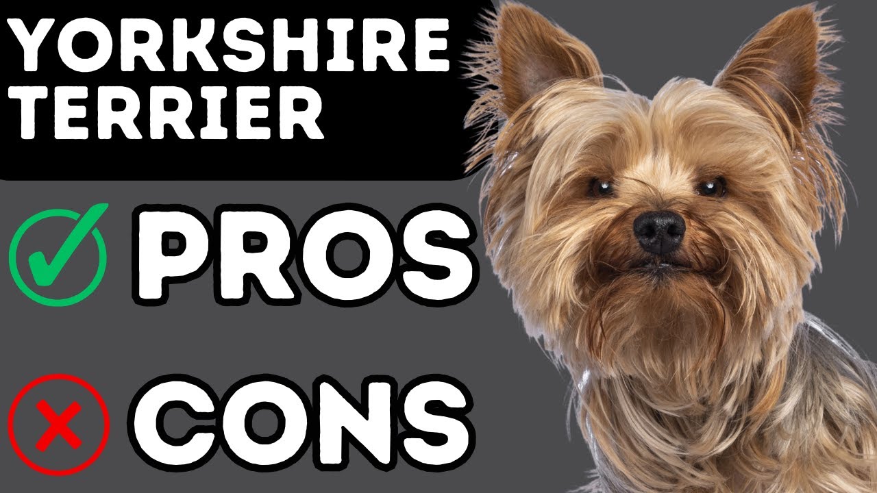 Yorkshire Terrier Pros And Cons (SHOCKING) - YouTube