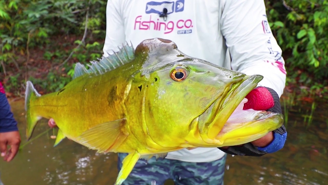 #019 - HOMOLOGAÇÃO 2019/2020 - O MAIOR ROBALO DO BRASIL - YouTube