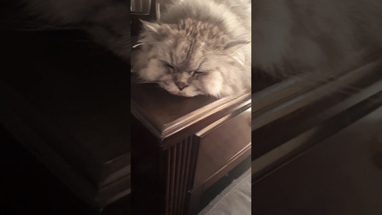 The lazy cat - YouTube