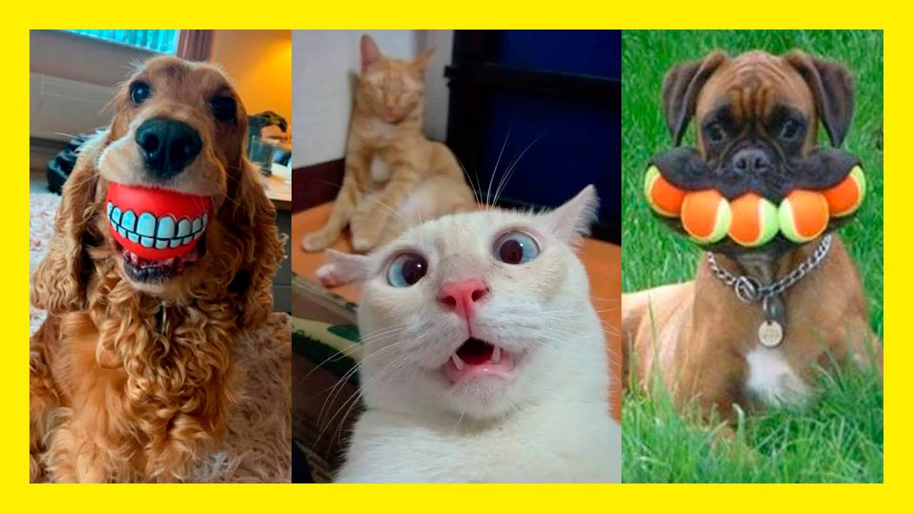 😂 Videos de Animales Graciosos 🤣 Perros Graciosos y Gatos Graciosos 🐶 😺 ...