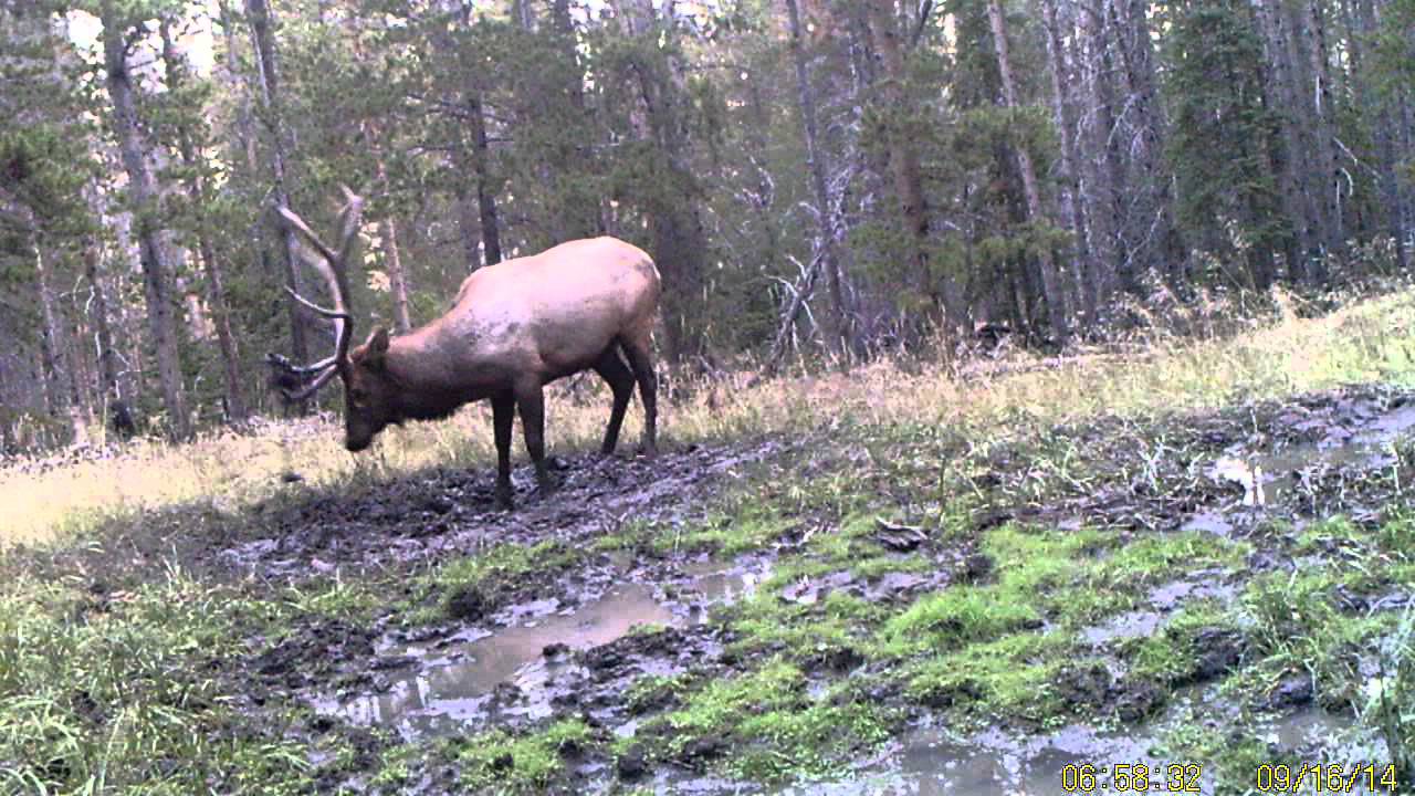 Elk Digging For Buried Treasure - YouTube