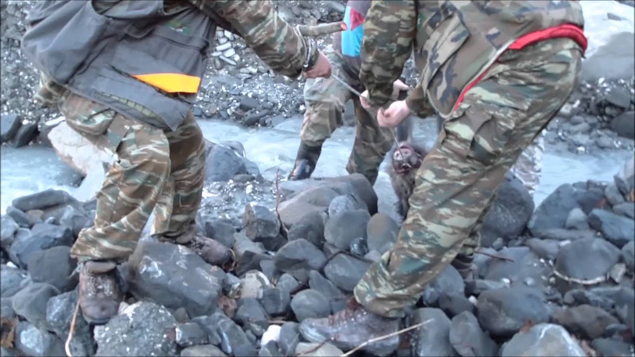 Hunting wild boars in Greece - YouTube