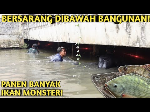 TERNIAT! SEHARIAN SESER IKAN MONSTER PENGHUNI KOLAM TERBENGKALAI PART 2