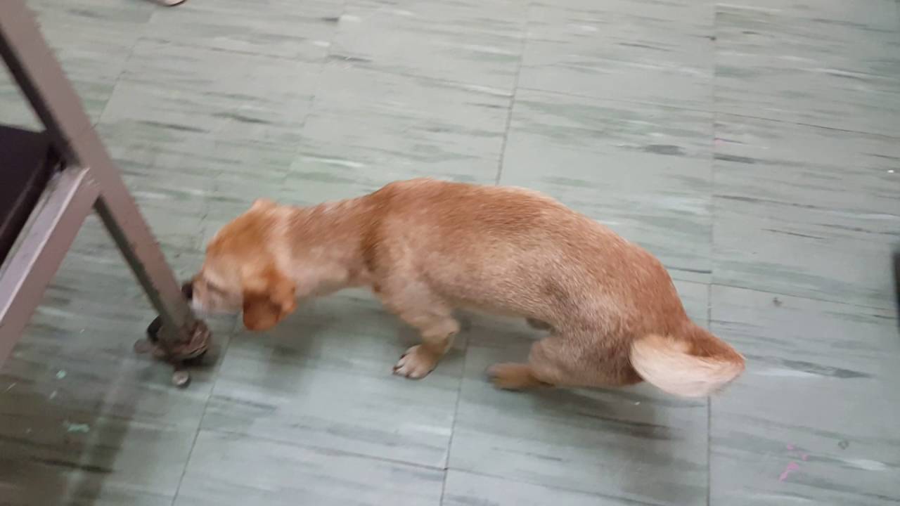 Neurología Veterinaria Paraparesia ambulatoria. - YouTube