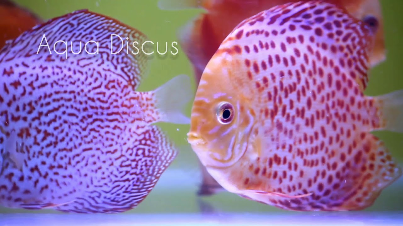 Super Red Passion, Millennium Red Leopards, Super Red Melon - 3.5",4 ...
