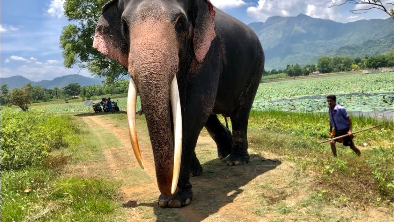 රන් පොකුණෙන් දියනා පැමිනෙන සිංහ රාජා ඇතු|Majestic tusker singha raja ...