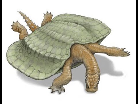 Triassic profile henodus - YouTube