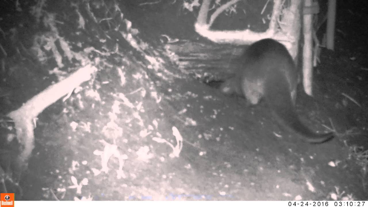 045 Otter digging - YouTube