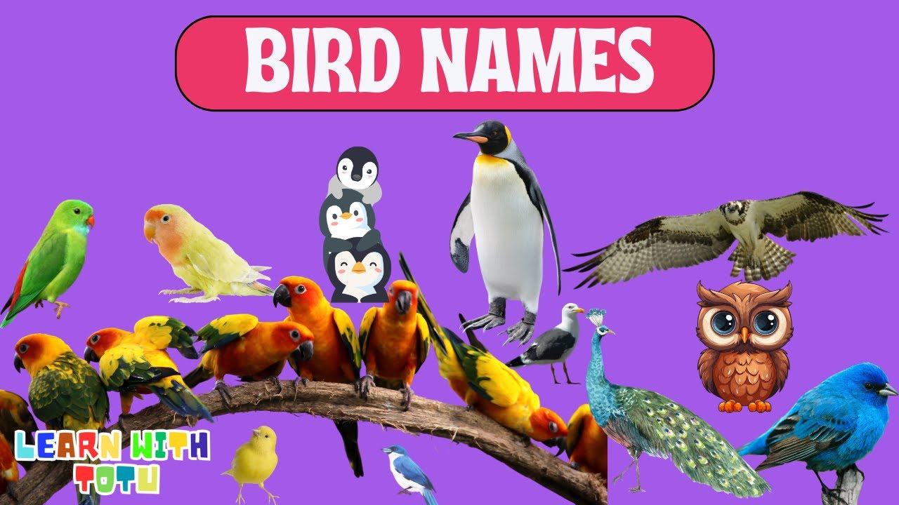Learn About Birds for Toddlers - Educational Video @LearnwithTotu - YouTube