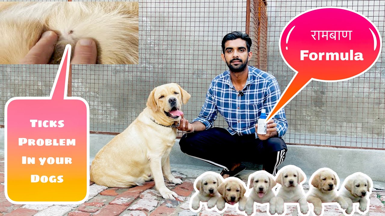 Apne dog ko kre ticks free @Sikri.kennel #lab #dog #labradorlove # ...