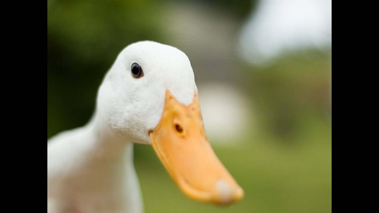 Duck effect - YouTube