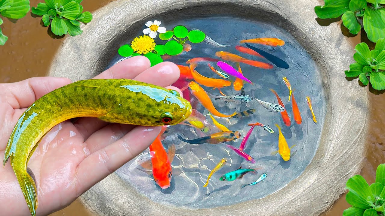 Amazing Catch Strange fish, Colorful Fish, Goldfish, Finds Toys And ...