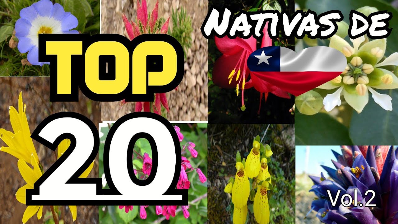 TOP 20 Flores Nativas de Chile Segunda Parte. - YouTube