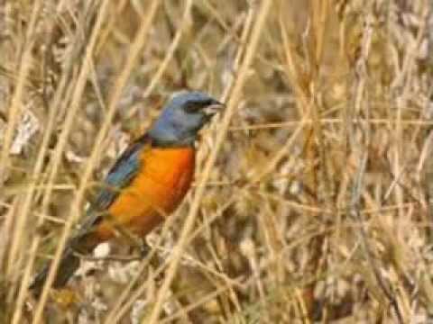 Pájaro chogui - Arpas - YouTube