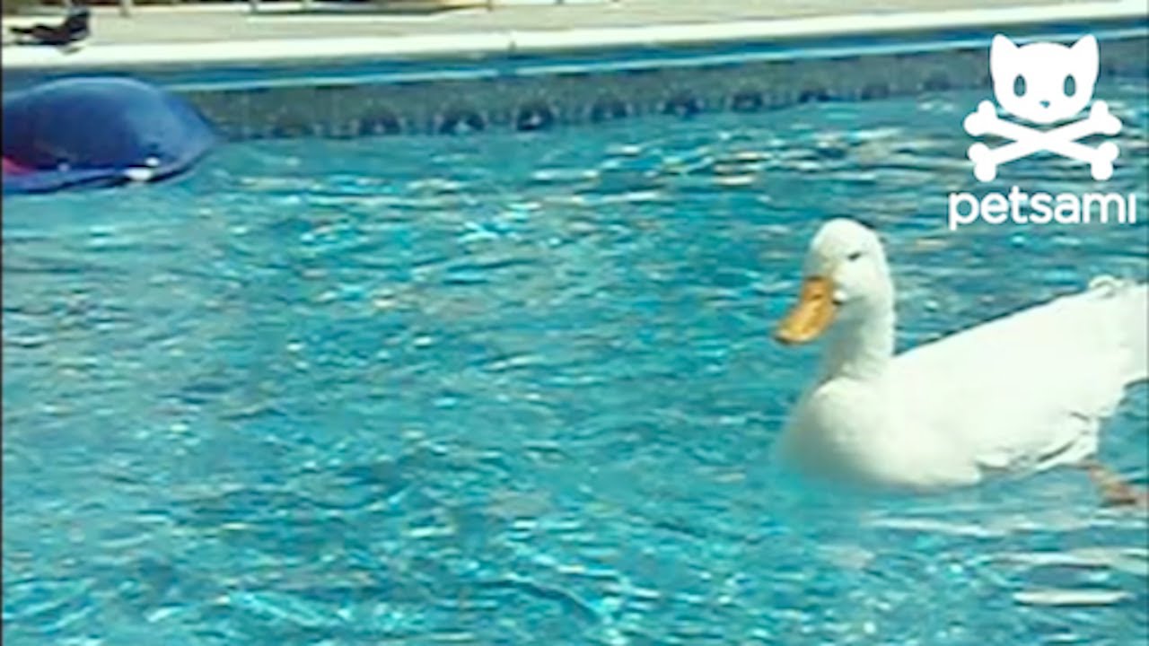 Duck hitches a ride on the dog boat - YouTube