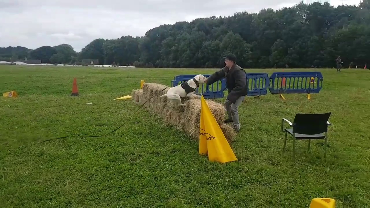 Working American Bulldog - Ballack - YouTube