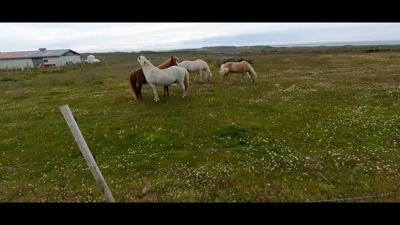 hross í oss..190..?.. - YouTube