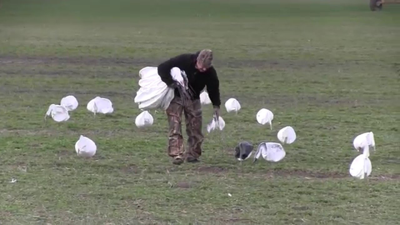 Light Goose Conservation Order - YouTube