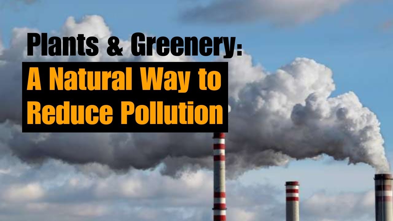 Plants & Greenery – A Natural Way to Reduce Pollution - YouTube