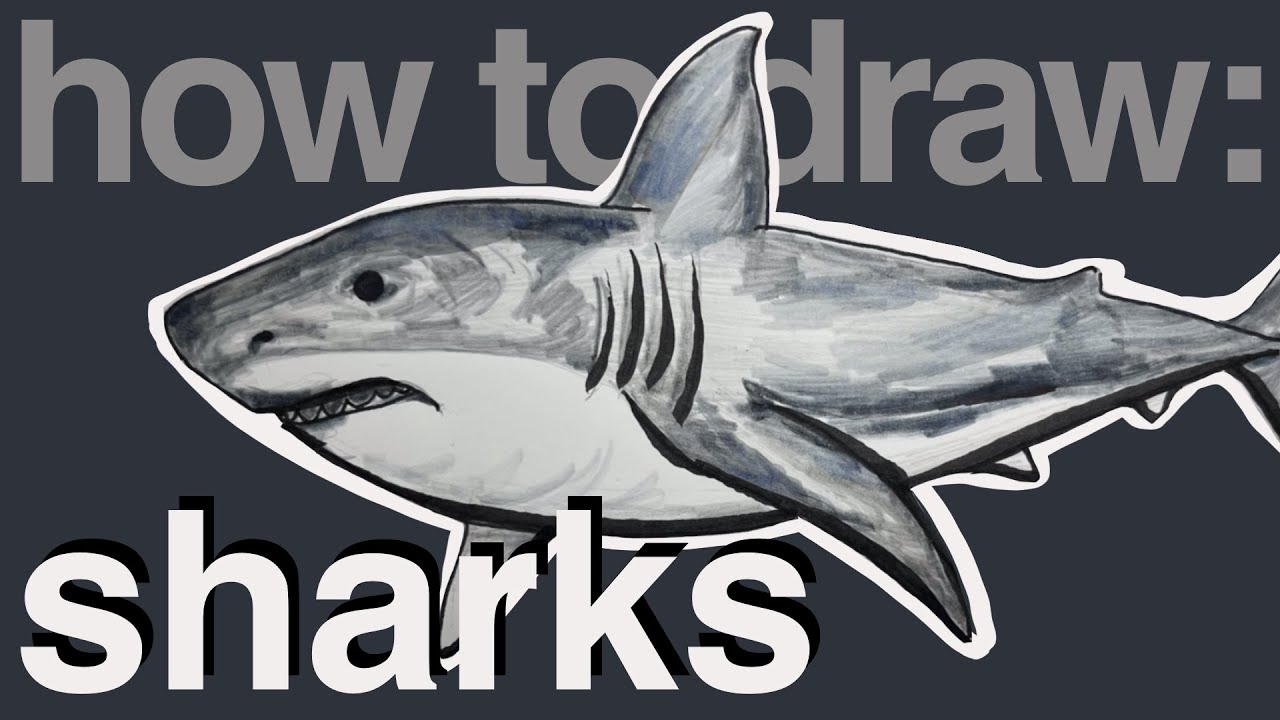 How To Draw Sharks | Beginner Tutorial: EP 2 - YouTube