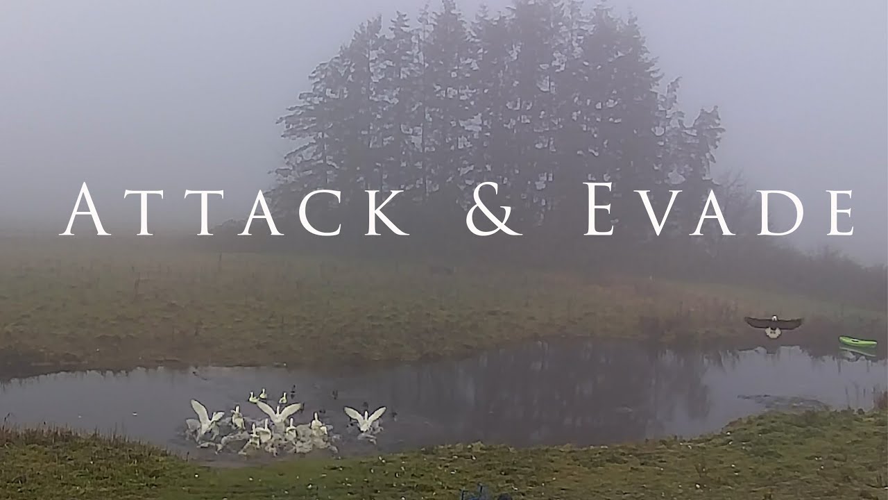 Geese & Ducks Evade Eagle Attack - YouTube