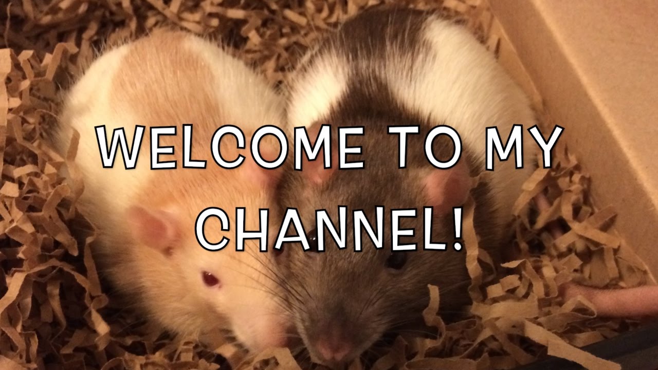 Shadow the Rat - Channel Trailer - YouTube