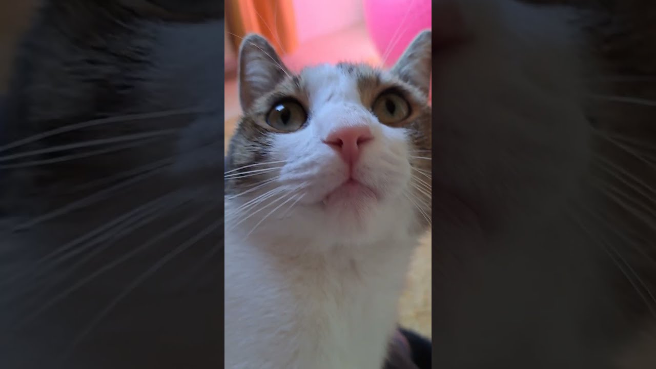 cute cat Moritz - YouTube