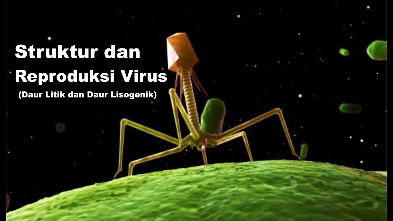 Struktur dan Reprodukasi Virus (Daur Litik dan Daur Lisogenik) - YouTube