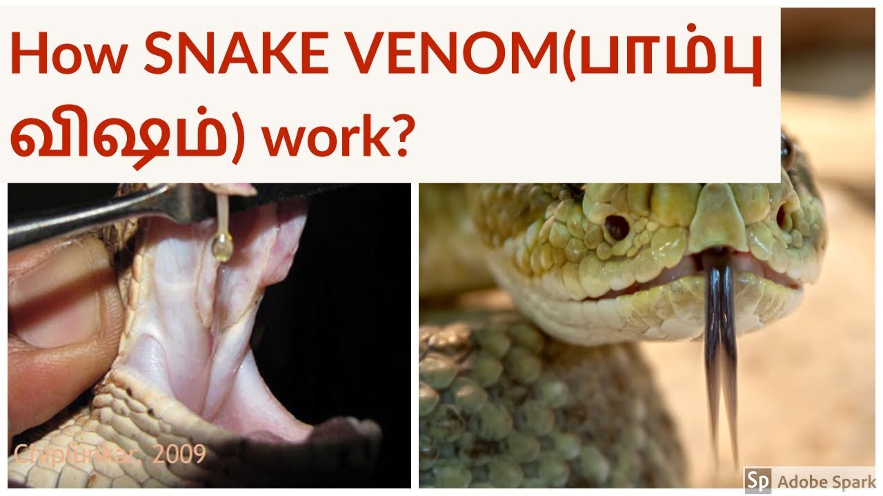 How Snake venom (பாம்பு விஷம்) work?| | #தமிழ் | #Samy22 #snakevenom ...