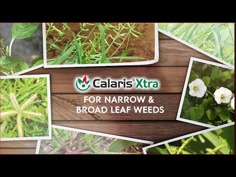 Syngenta India | Calaris Xtra AV - English - YouTube