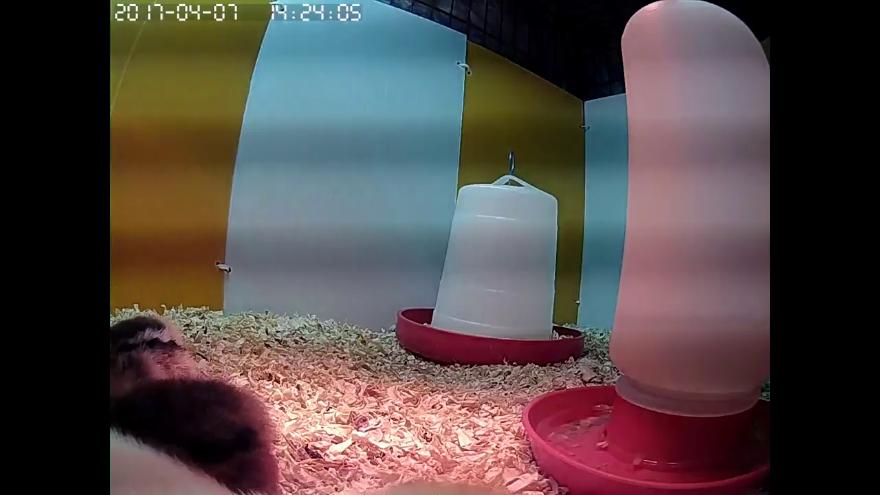 CHICKEN CAM - YouTube
