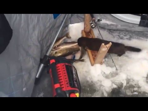 Keith's Visiting Thief on Lake of the Woods