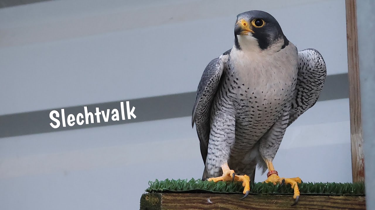Slechtvalk in prachtig verenkleed - YouTube