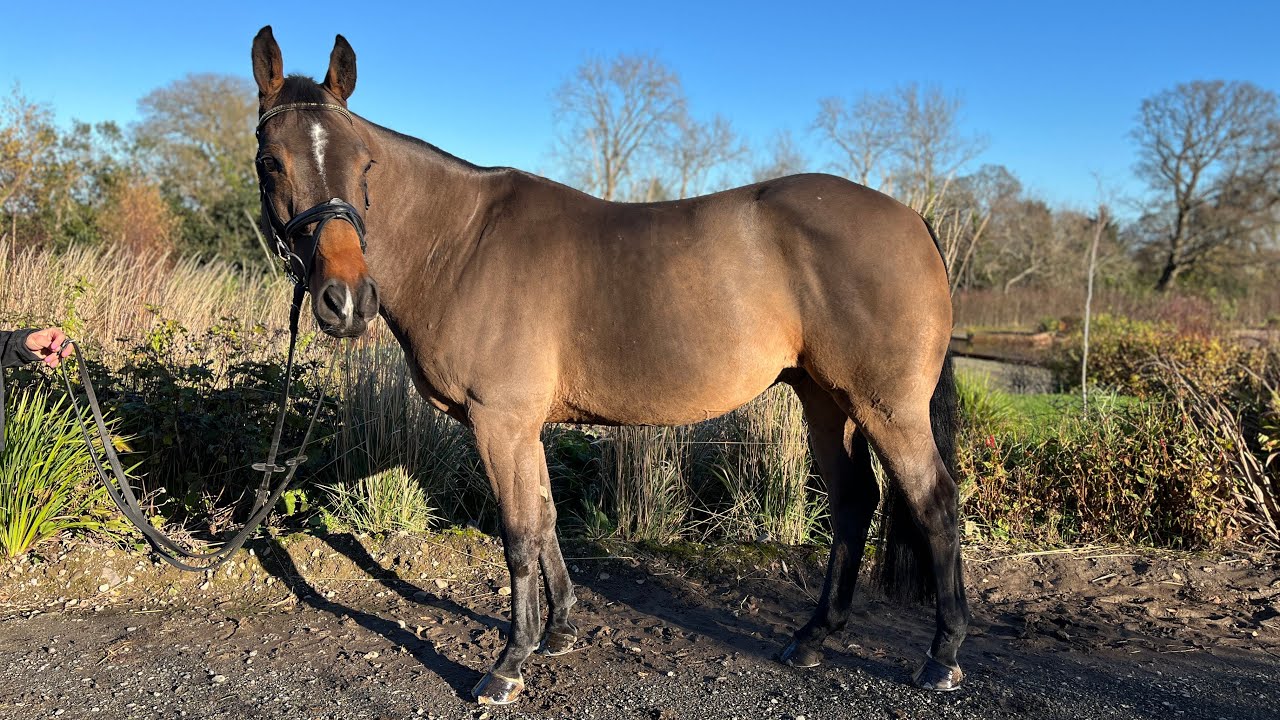 7 yr old 16.1hh Brown Gelding - YouTube