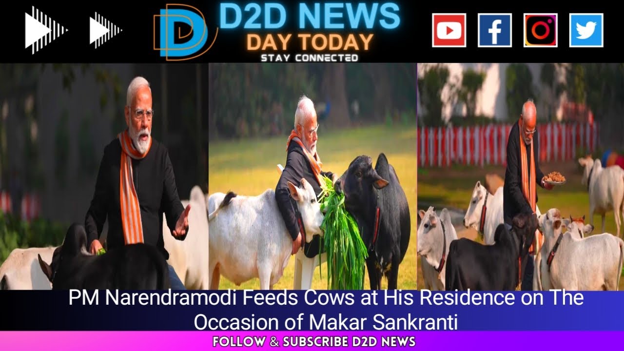 PM Narendra Modi | PM Narendramodi Feeds Cows at His Residence on The ...