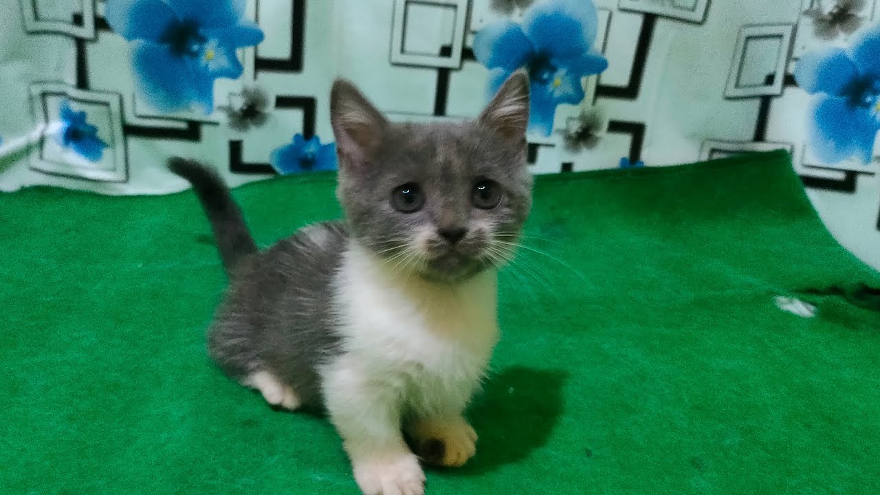 munchkin male - YouTube