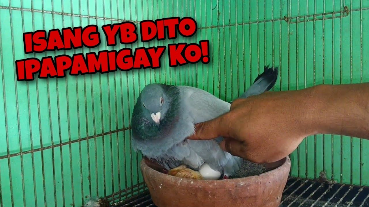LIBRENG KALAPATI 'TO‼️ - YouTube