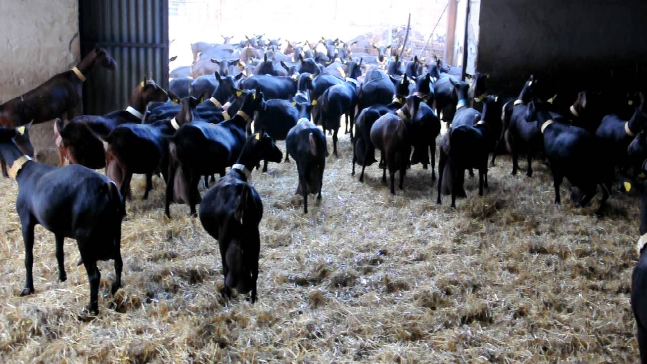 Cabras Murciano Granadinas en Lorca España - YouTube