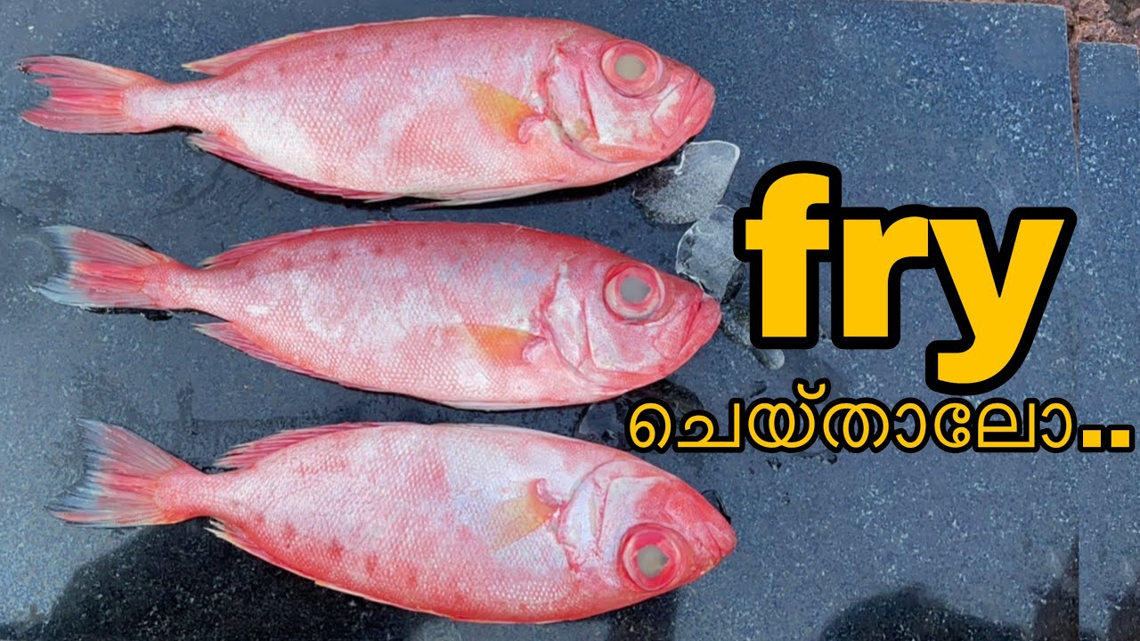 RED SNAPPER FISH FRY | CHEMBALLI FRY RECIPE | Tasty grilled Red snapper ...