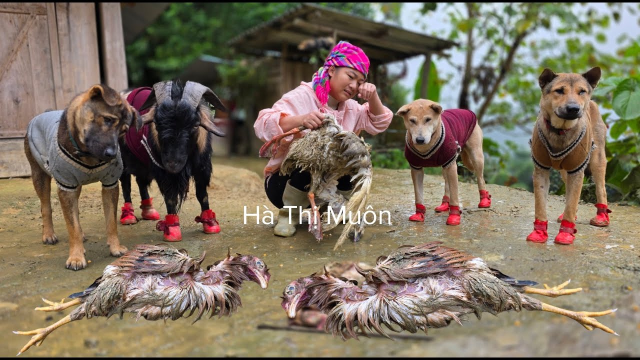 The loss of the goose and the chicken made the Vietnamese girl ...