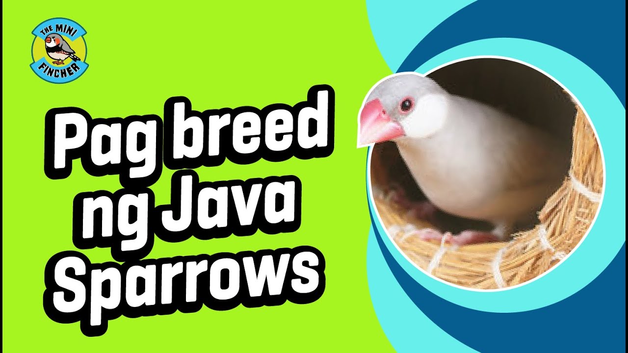 Shorts: Pag breed ng Java Sparrows - YouTube