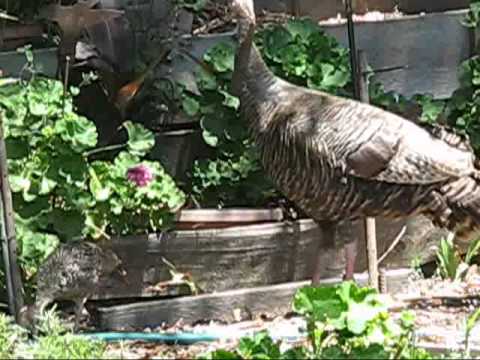 Baby Turkeys Growing Up Fast - YouTube