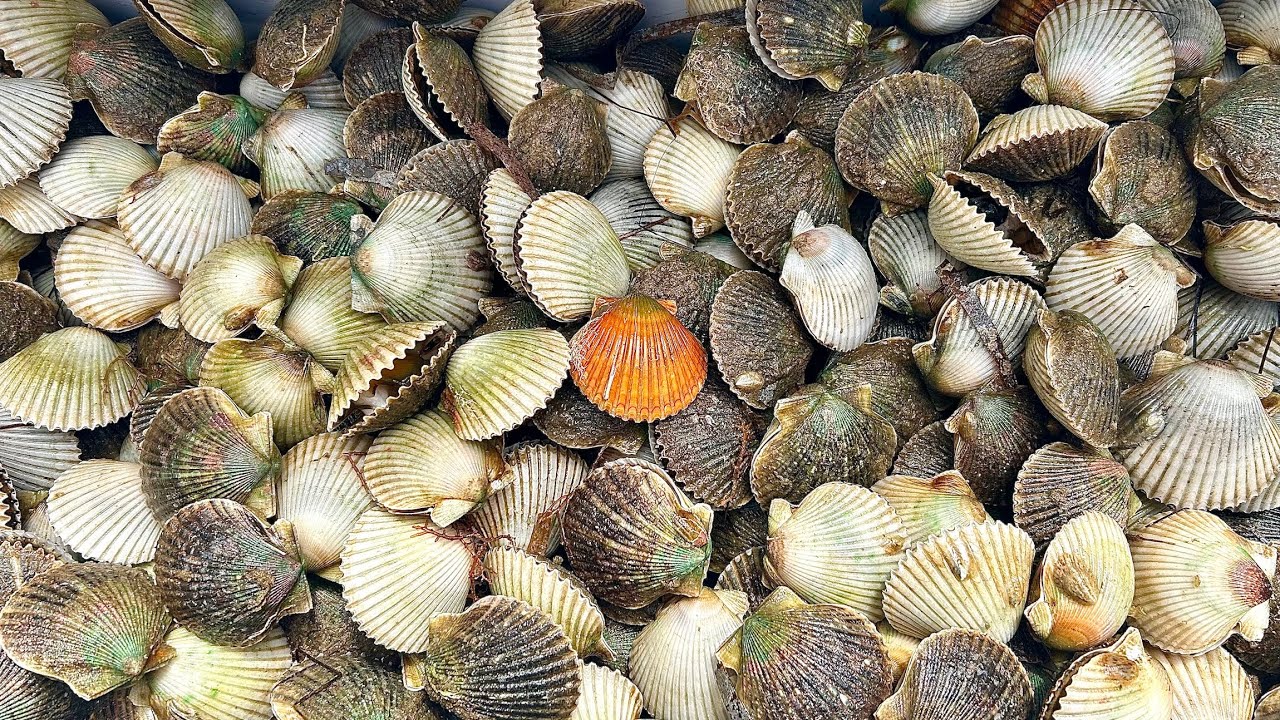 Steinhatchee scalloping. Catch Clean Cook - YouTube