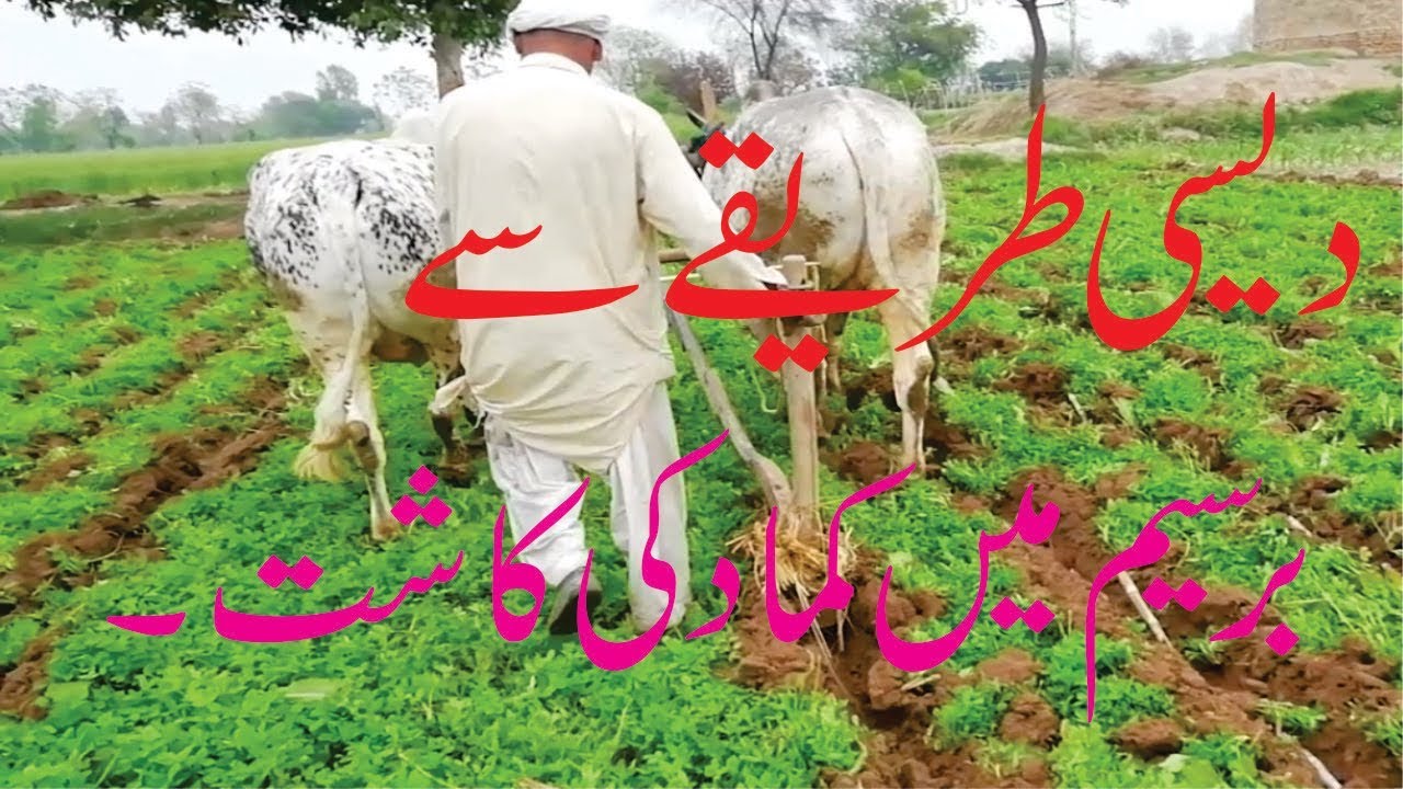 Old Way Of Ploughing and Cultivation of Sugarcane Process - YouTube