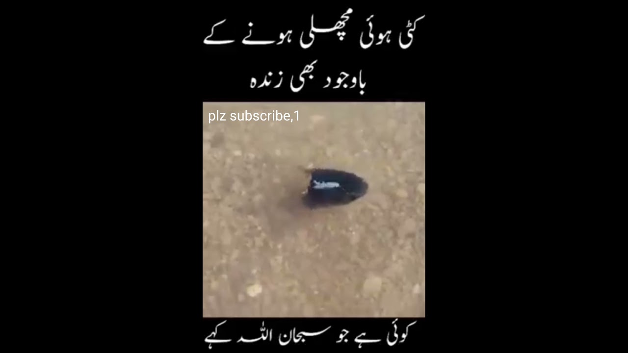 stocking of allah sliced fish alive to sea😲😲😲😥 - YouTube